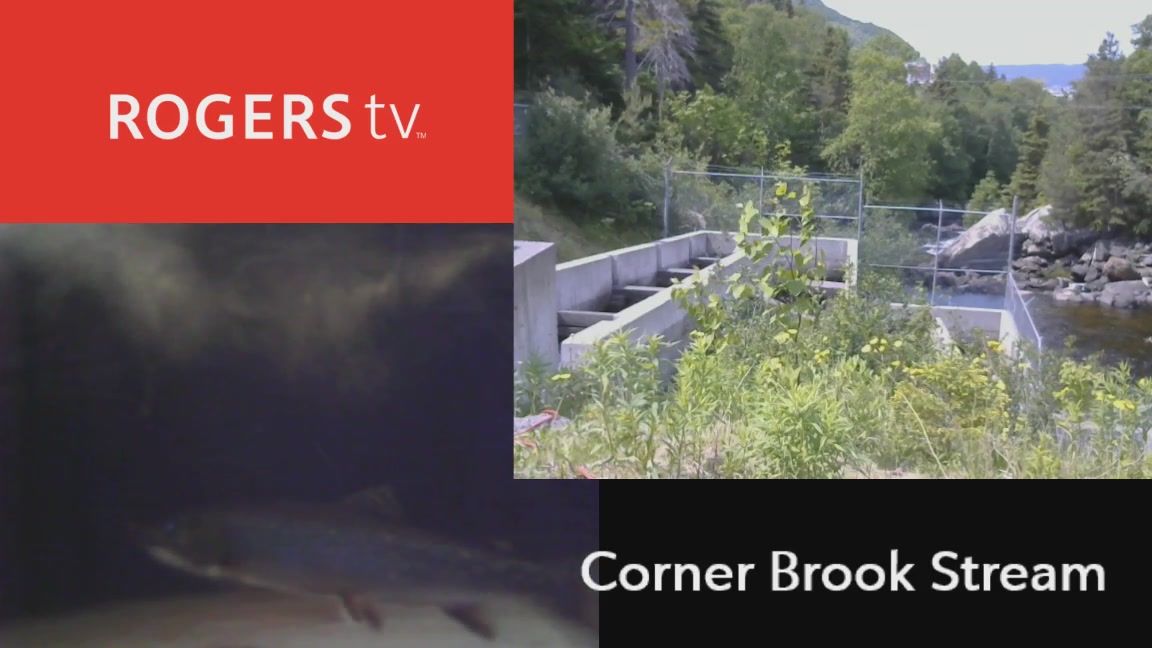 Corner Brook Stream Salmon Cam - Rogers tv Corner Brook